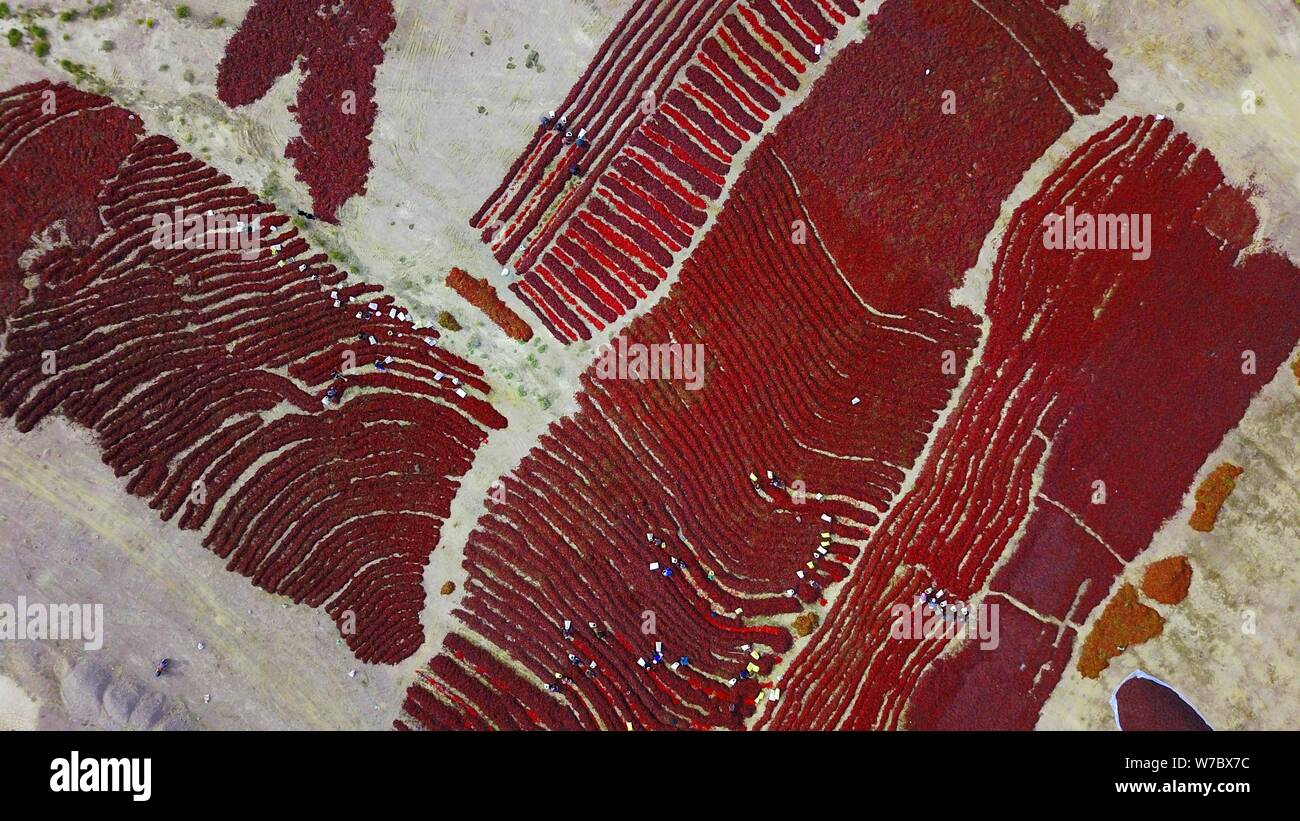 Aerial view of the chili peppers for air-drying in Bayingol Mongolian ...