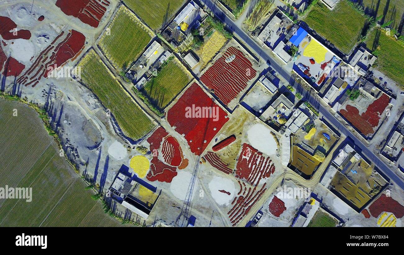 Aerial view of the chili peppers for air-drying in Bayingol Mongolian ...