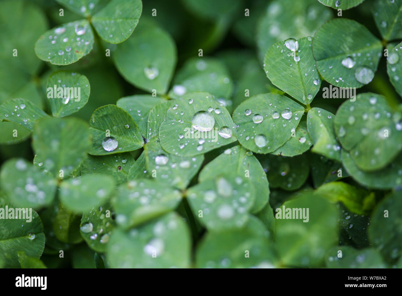 Shamrock Plant Three Leaves High Resolution Stock Photography and ...