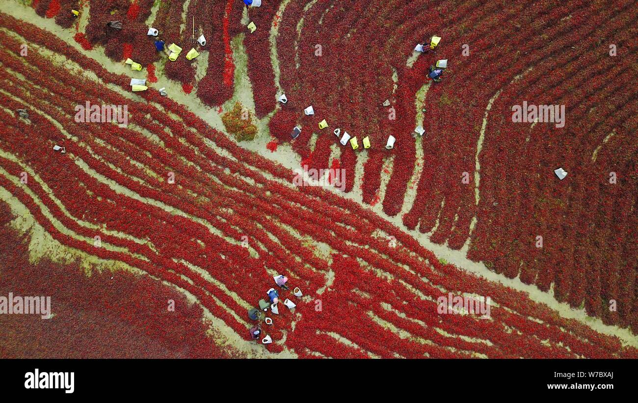 Aerial view of the chili peppers for air-drying in Bayingol Mongolian ...