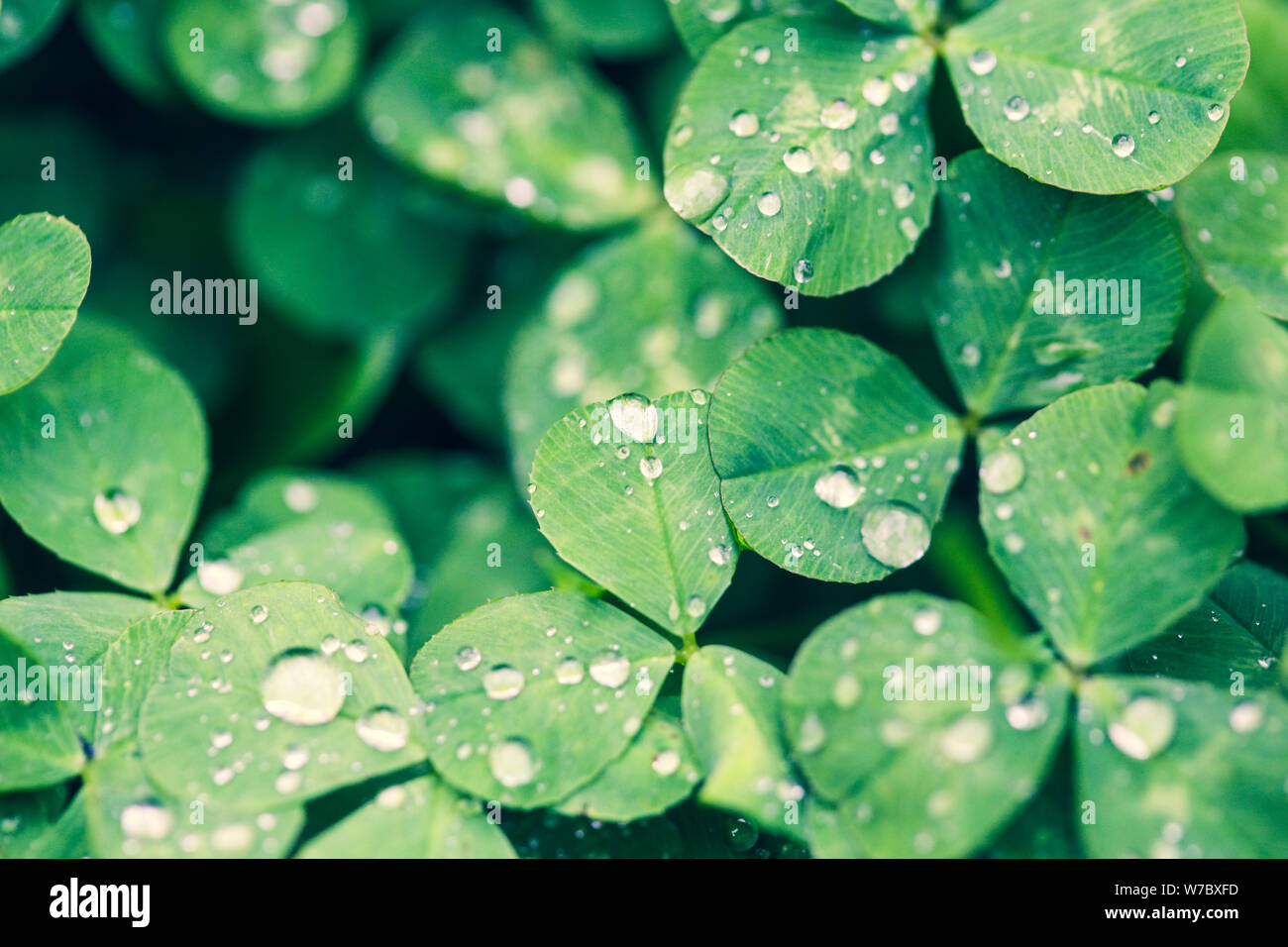 Close-up image of rain drops on three leaves clovers during a rainy day ...