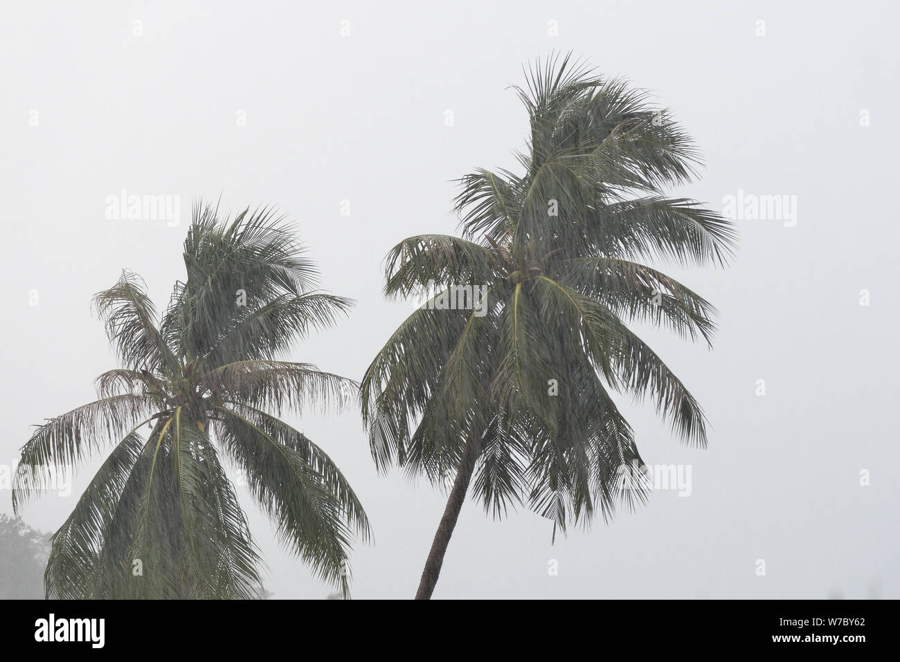 Coconut trees under tropical rain against the gray sky. Tropical ...