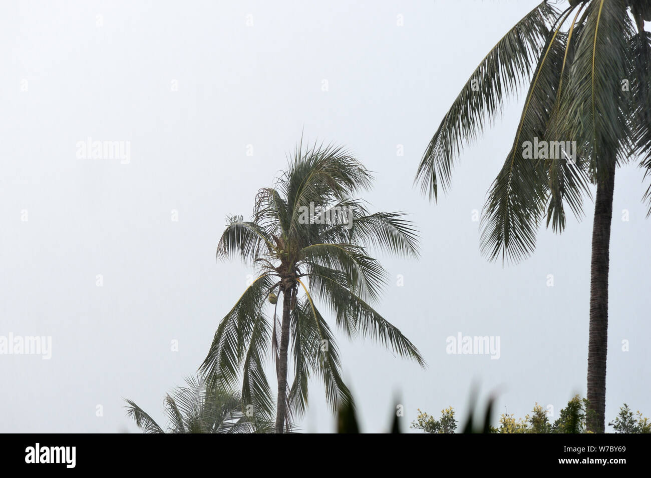 Coconut trees under tropical rain against the gray sky. Tropical ...