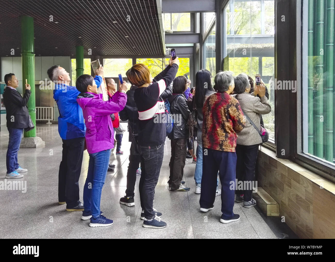 Chines visitors take photos of the giant pandas at the Olympic Panda ...