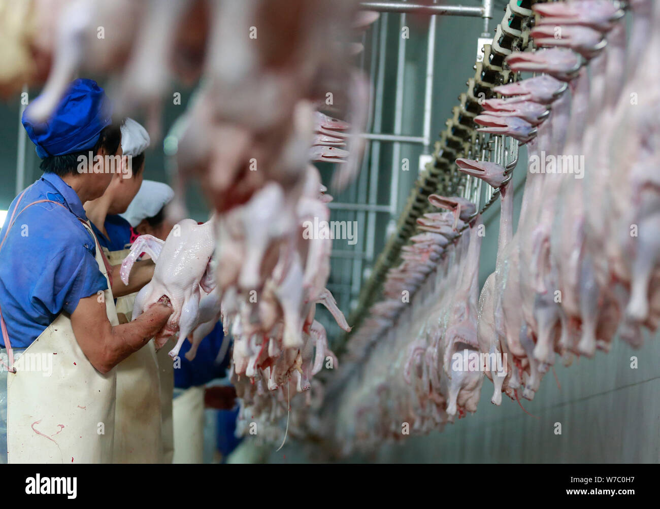 Meat processing china factory hi-res stock photography and images - Alamy