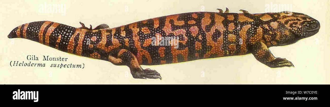 the Gila monster Stock Photo - Alamy