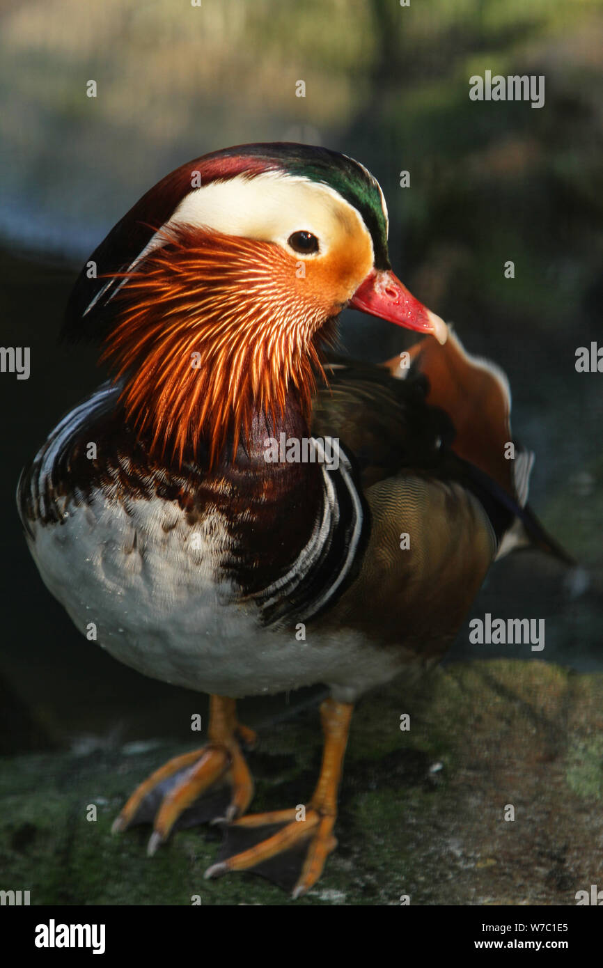 Back pose hi-res stock photography and images - Alamy