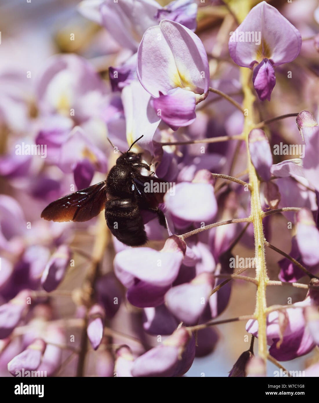 Herb pollen flowering hi-res stock photography and images - Alamy
