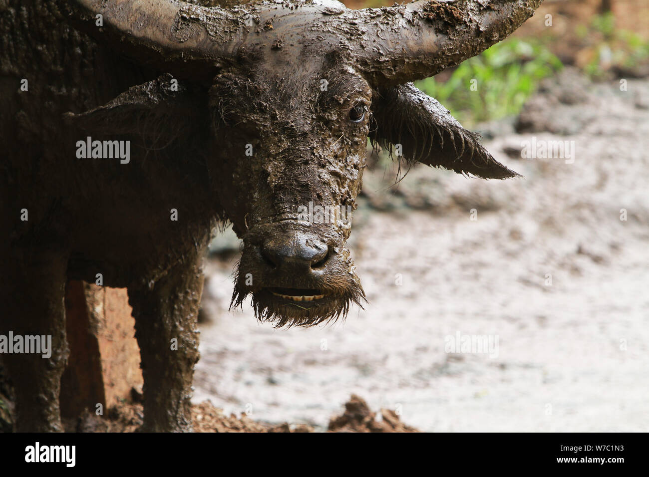 Buffalo zoo animals hi-res stock photography and images - Alamy
