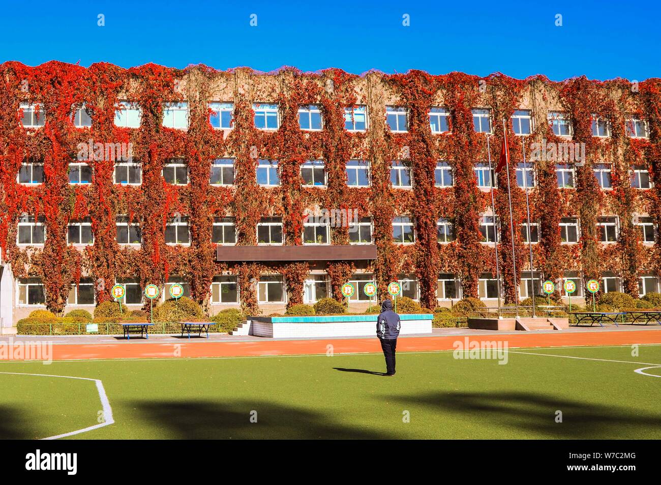 A local resident looks at a building covered with creeper in red at a ...