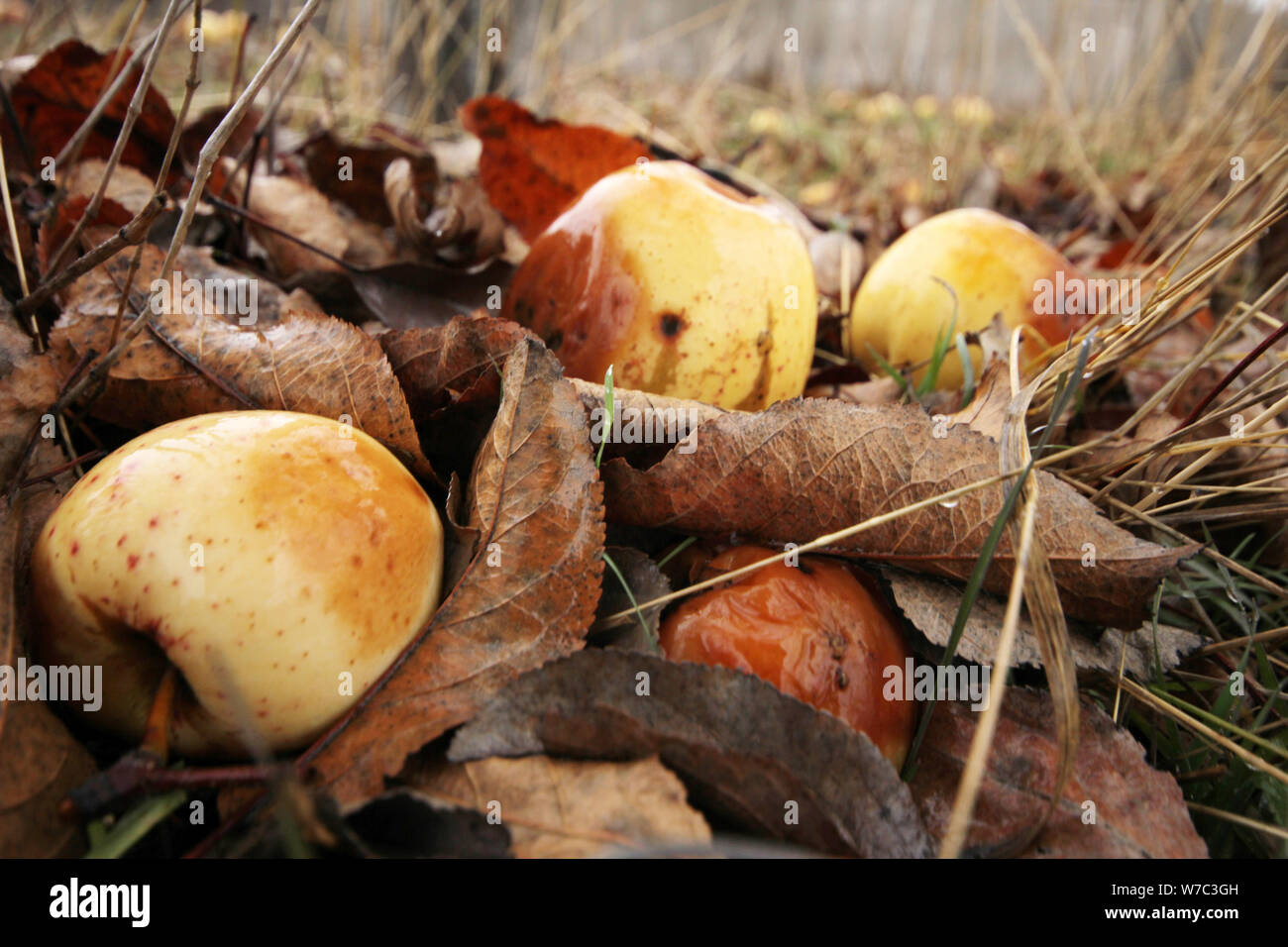 Apples falling from apple tree hi-res stock photography and images - Alamy