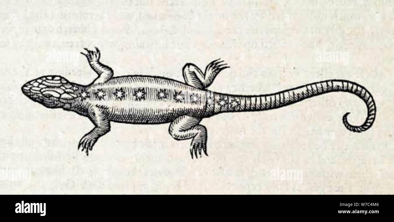 Monotypic genus hi-res stock photography and images - Alamy