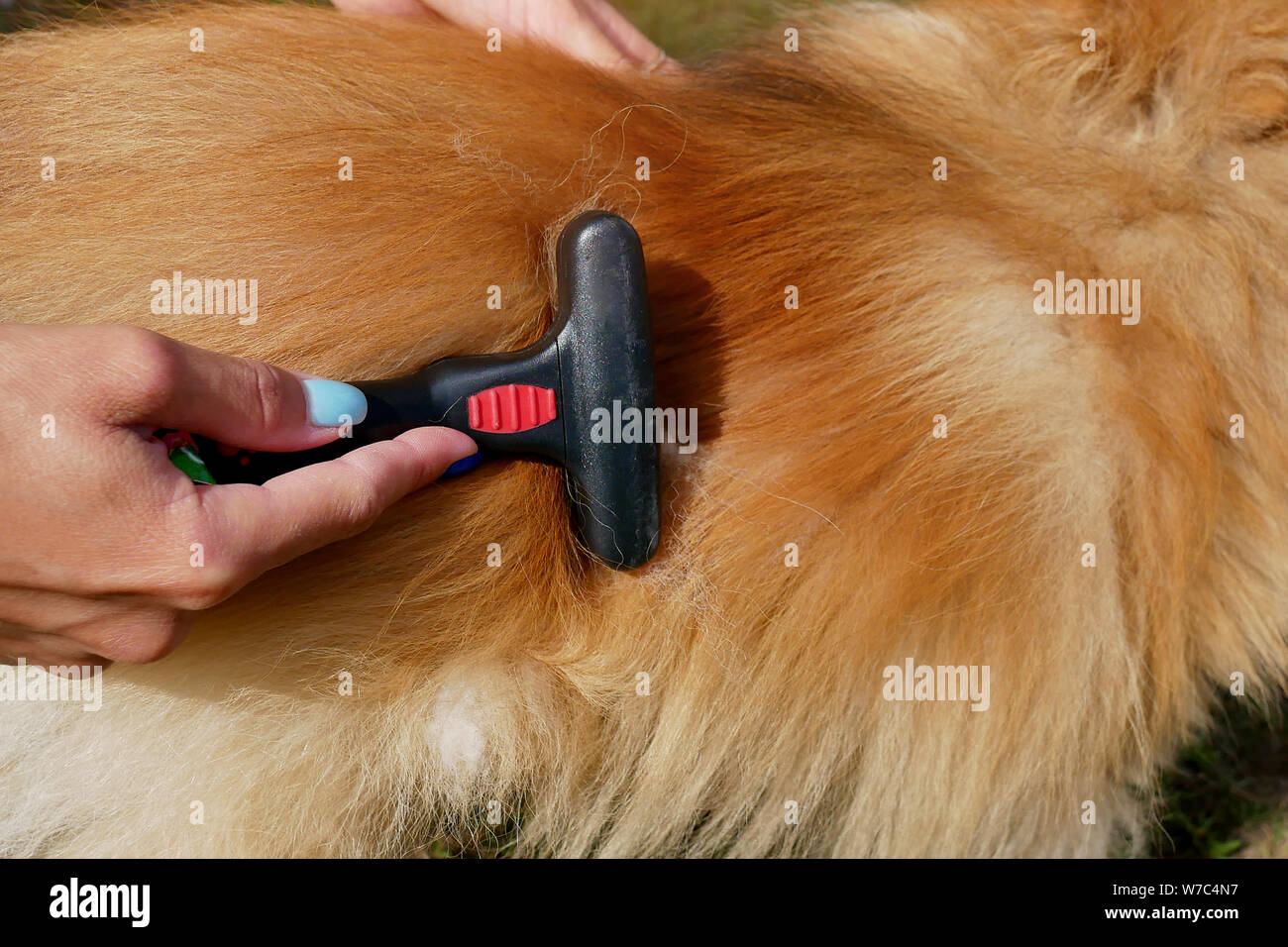 Combing dogs hi-res stock photography and images - Alamy
