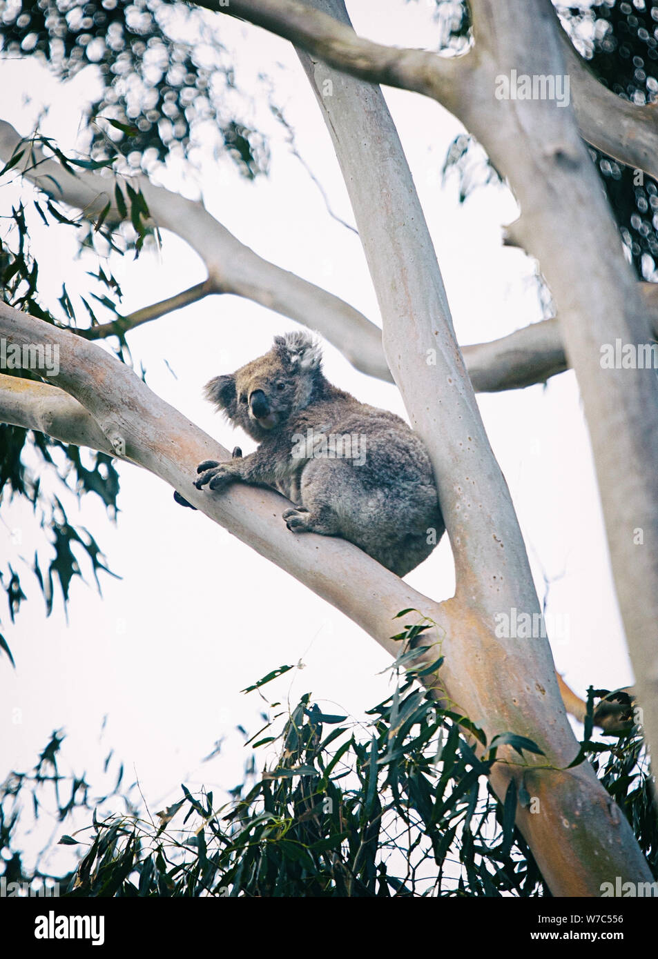 Koala bear hanging in eucalyptus tree hi-res stock photography and ...