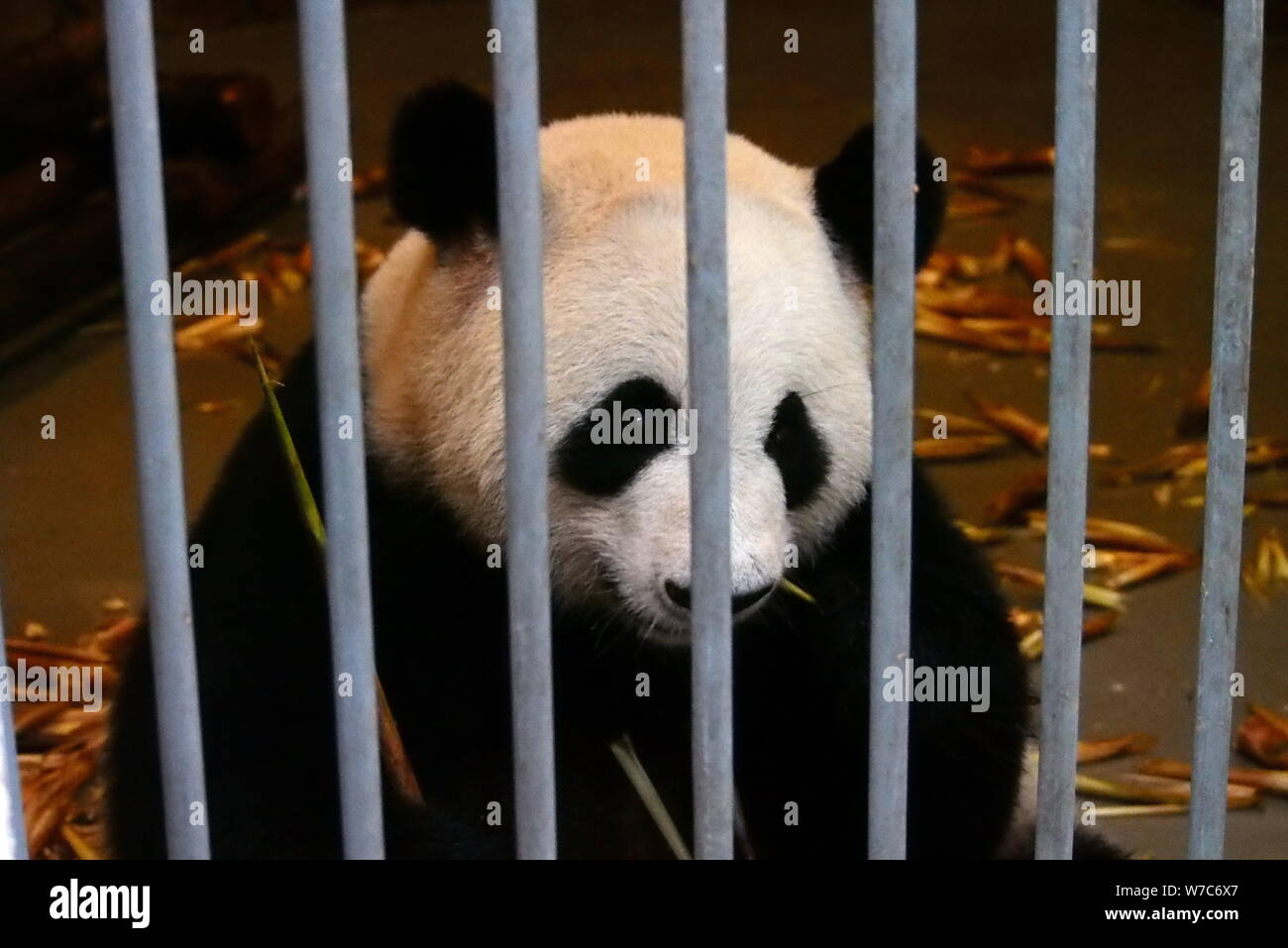 A giant panda to be delivered to east China's Ji'nan is pictured in a ...