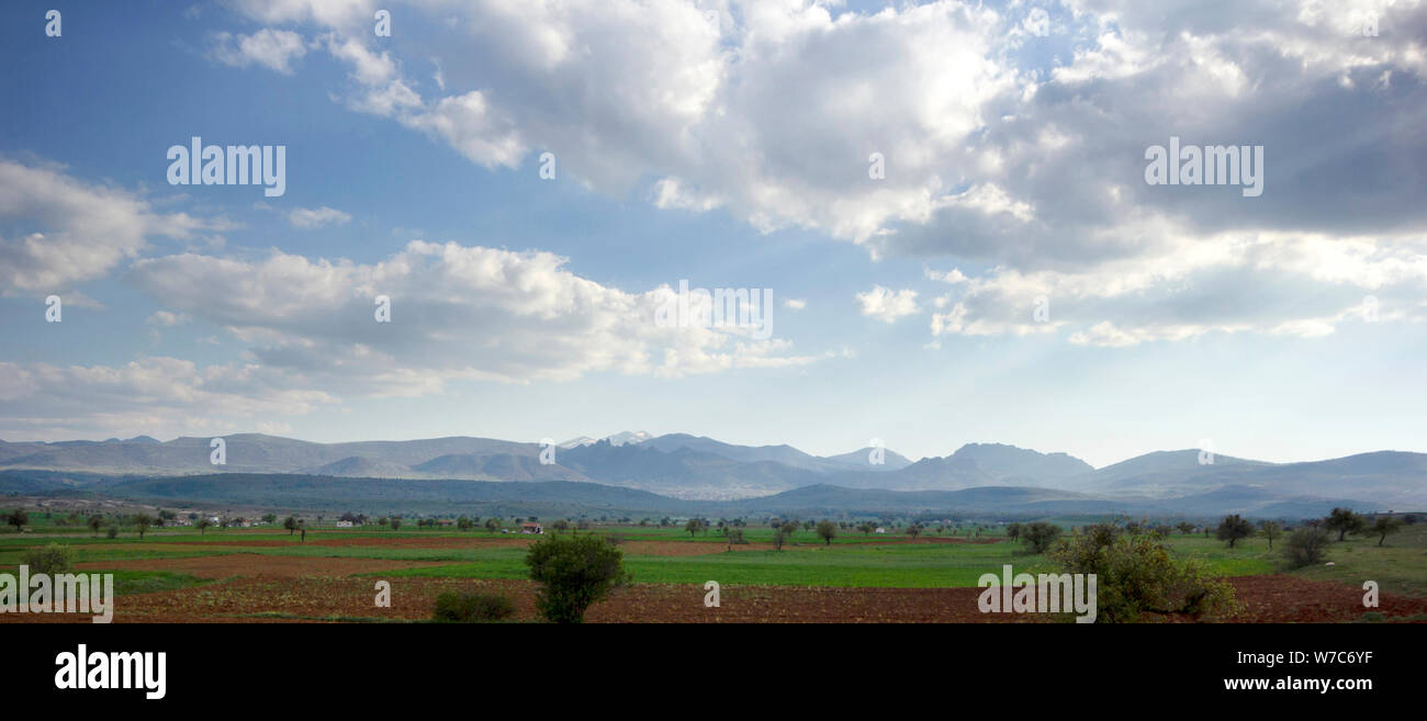 Pine tree brunch textured Background Stock Photo - Alamy