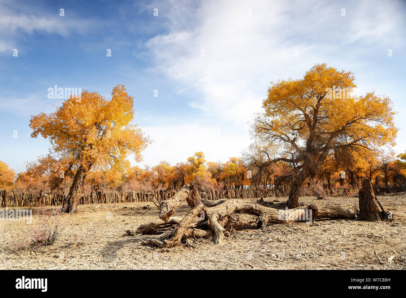 Landscape of the populus euphratica forest in Ejin or Ejina Banner ...