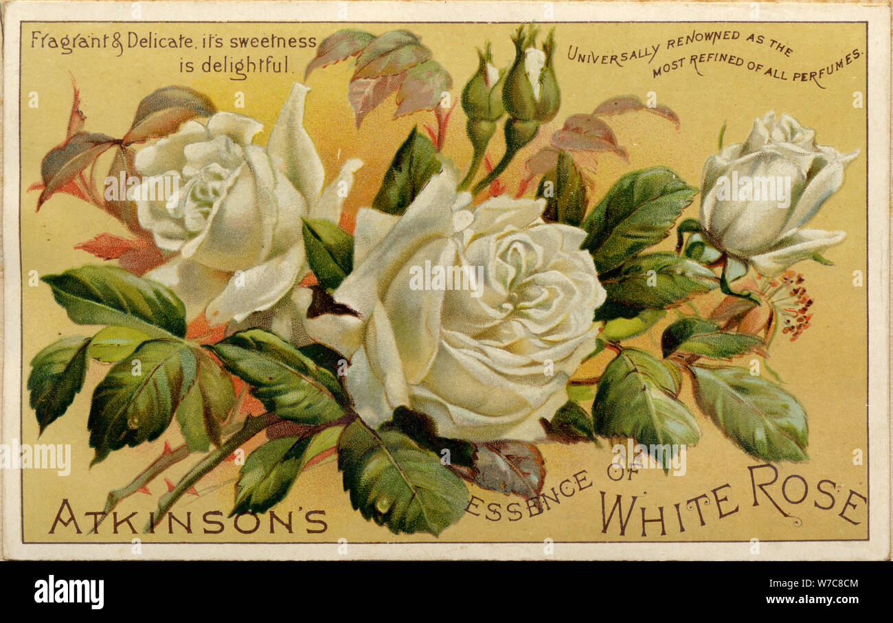 Atkinson’s Essence of White Rose, 19th century. Artist: Unknown Stock ...