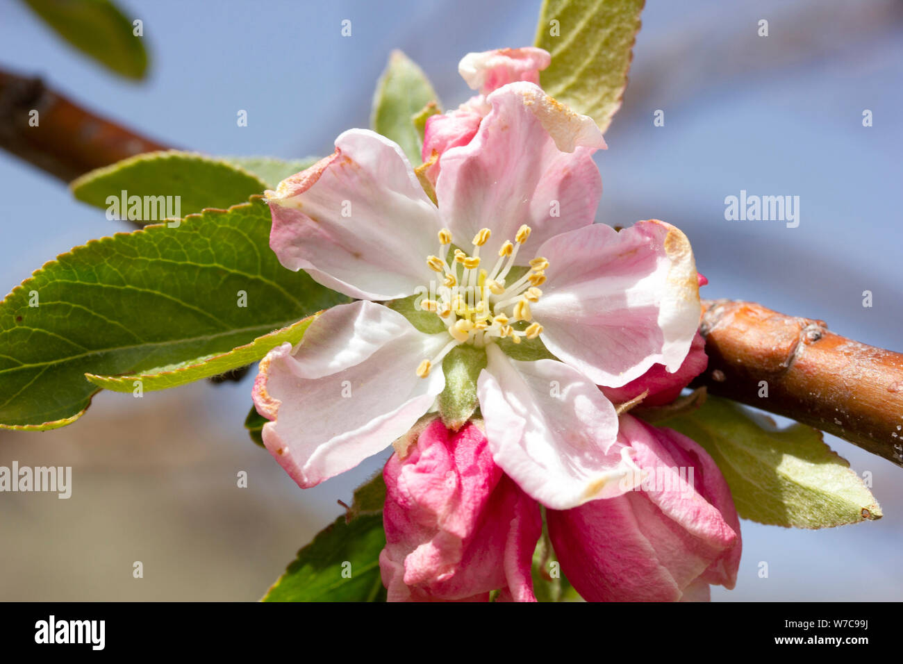 flowering apple tree in spring Stock Photo - Alamy