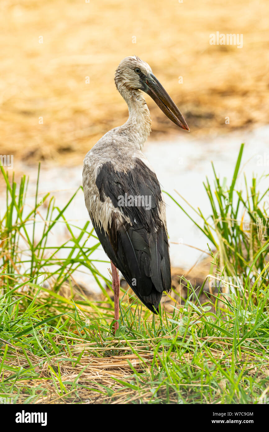 Asia openbill stork isolated hi-res stock photography and images - Alamy