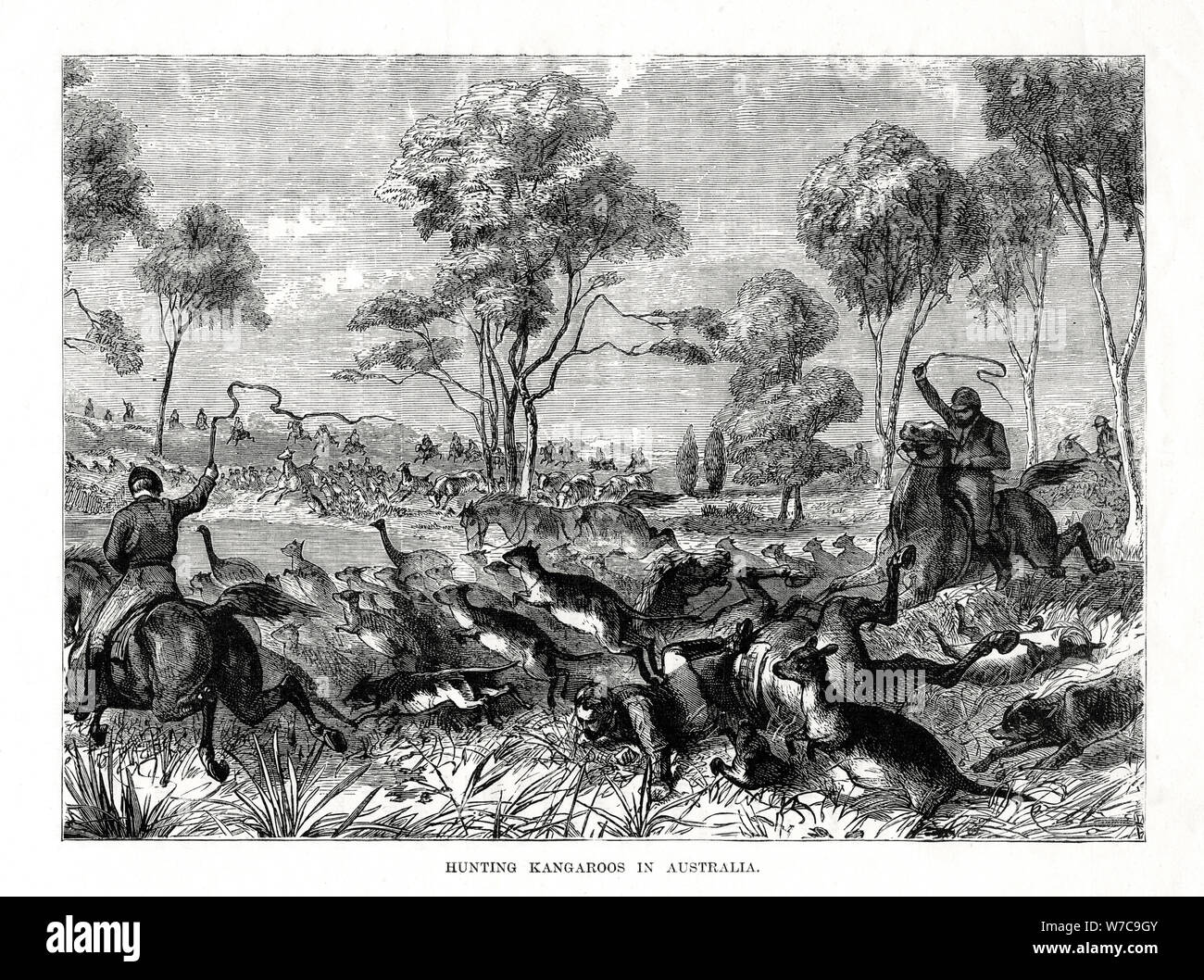 Hunting kangaroos, Australia, 1877. Artist: Unknown Stock Photo - Alamy