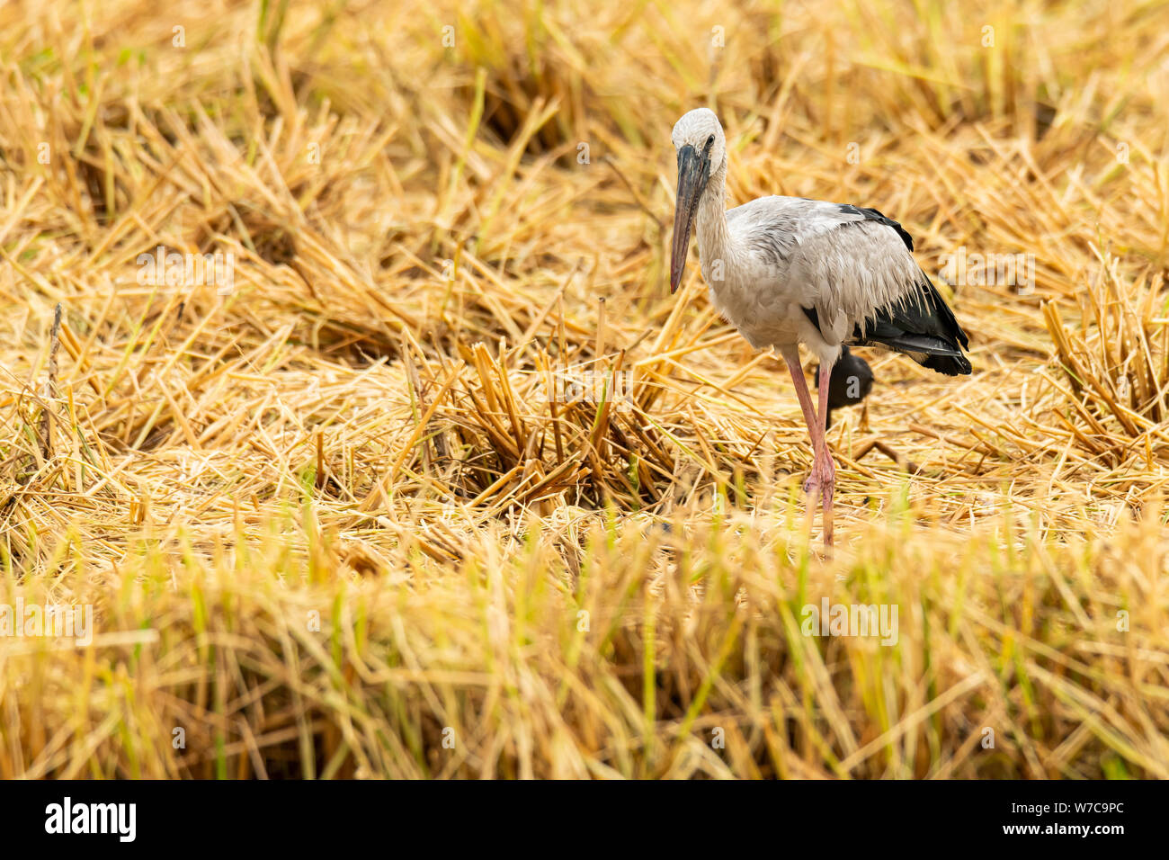 Asian openbill stork in post harvest paddy field Stock Photo - Alamy