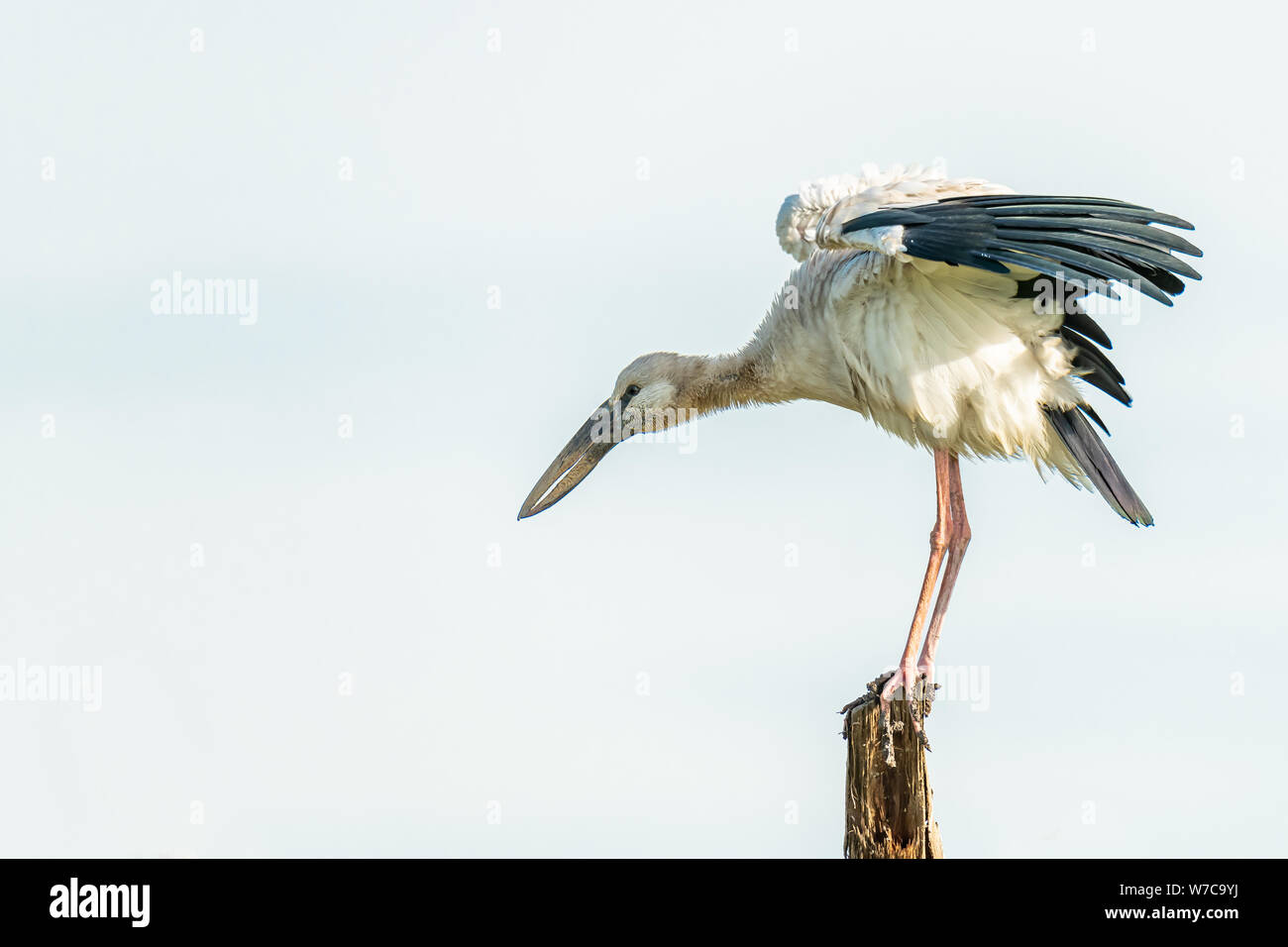 Asian openbill stork balancing its body on a stump Stock Photo - Alamy