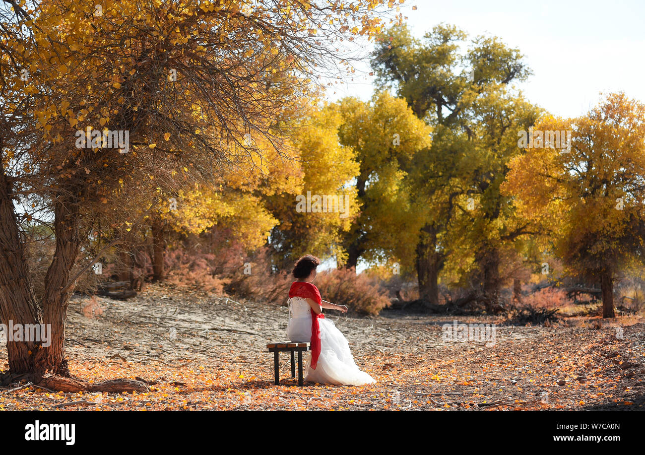 A tourist takes photos at the populus euphratica forest in Ejin or ...