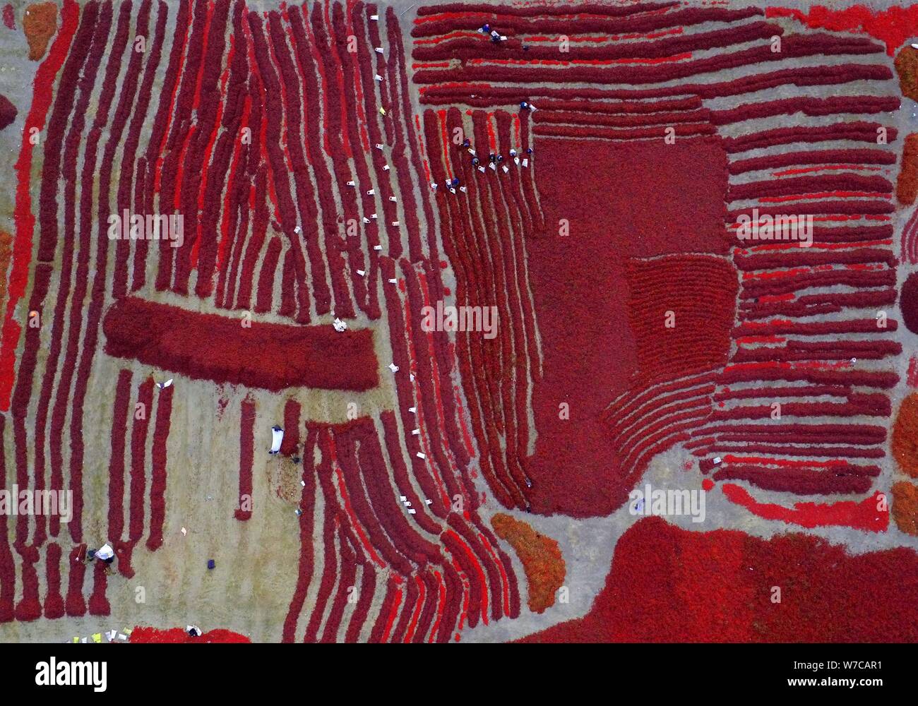 Aerial view of the chili peppers for air-drying in Bayingol Mongolian ...