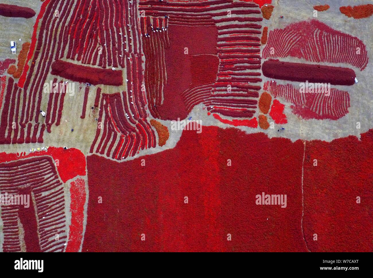 Aerial view of the chili peppers for air-drying in Bayingol Mongolian ...