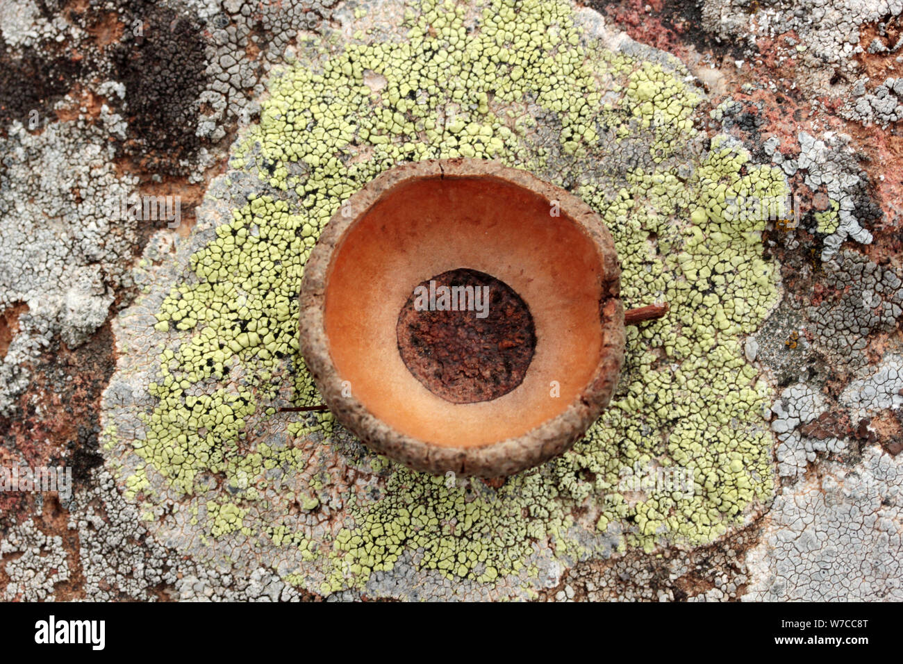 dry acorn on the stone Stock Photo - Alamy