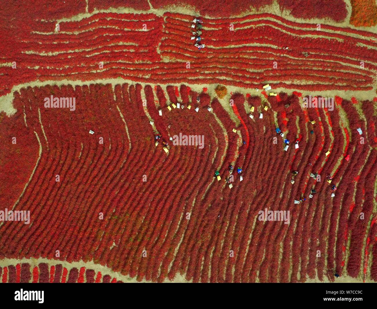 Aerial view of the chili peppers for air-drying in Bayingol Mongolian ...