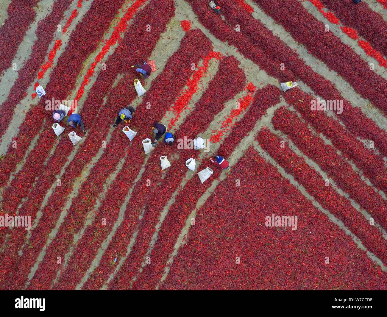 Aerial view of the chili peppers for air-drying in Bayingol Mongolian ...