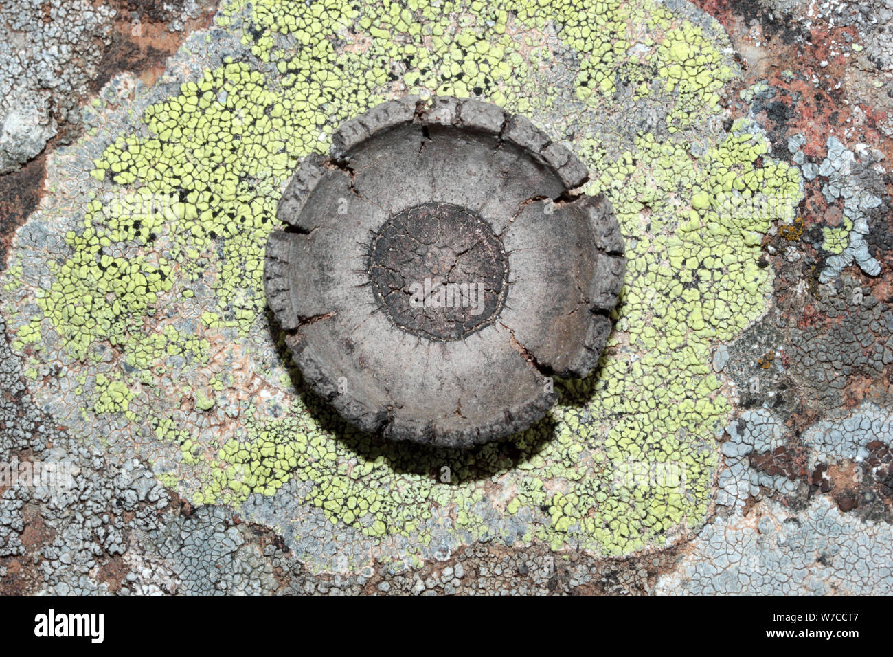 dry acorn on the stone Stock Photo - Alamy