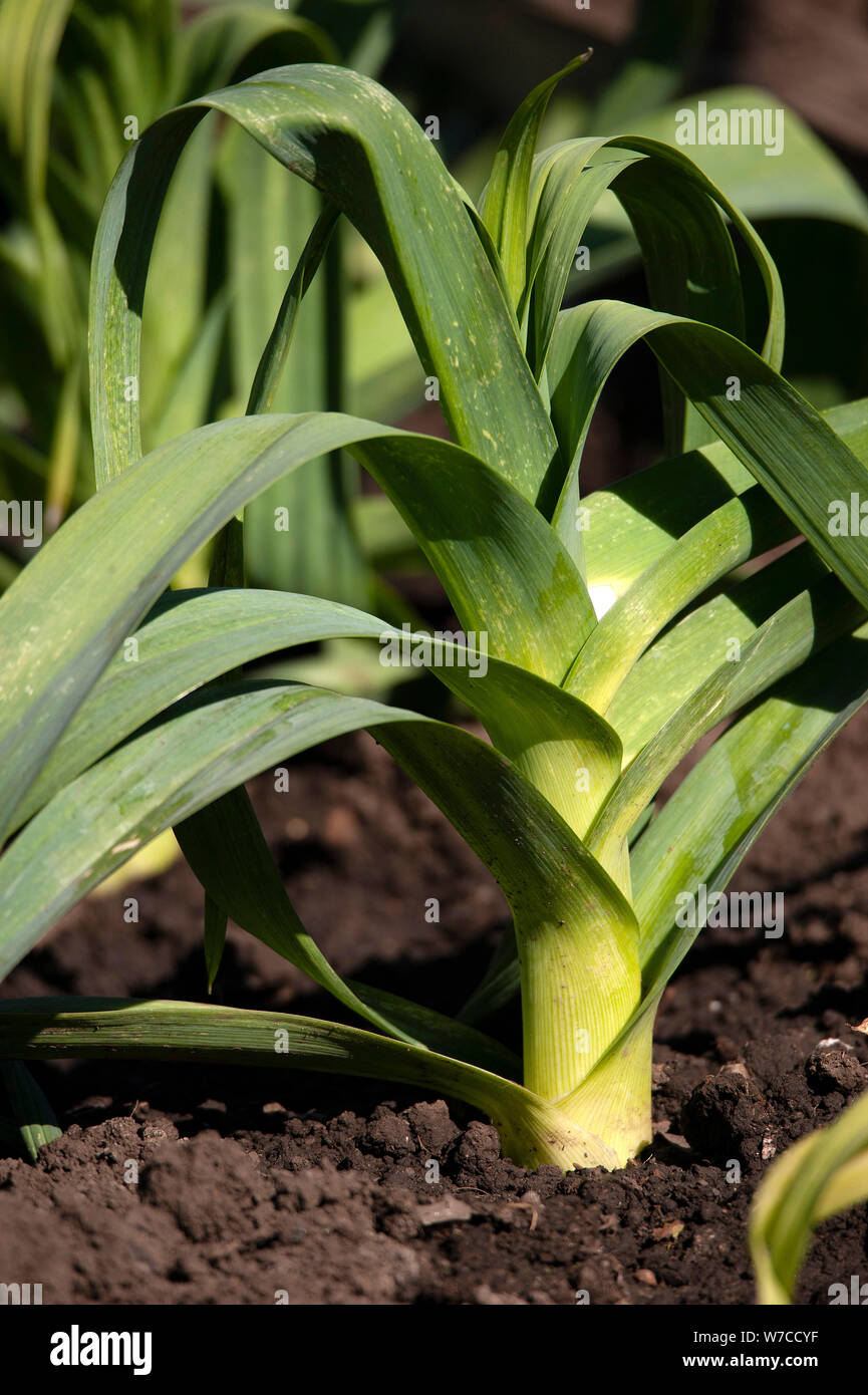 Leeks greenhouse hi-res stock photography and images - Alamy