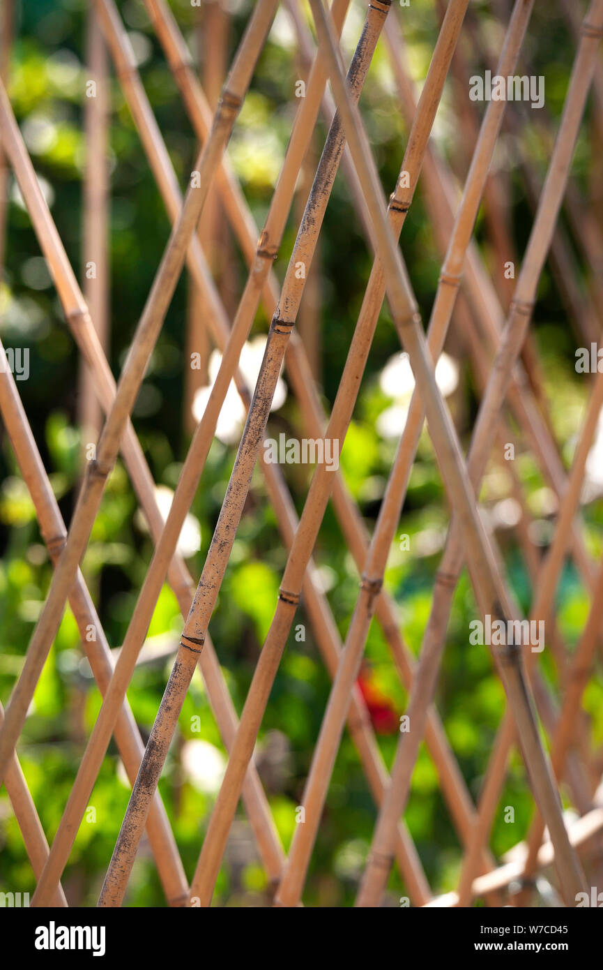 Trellis of canes, Armstrong Allotments, Heaton, Newcastle-upon-Tyne ...