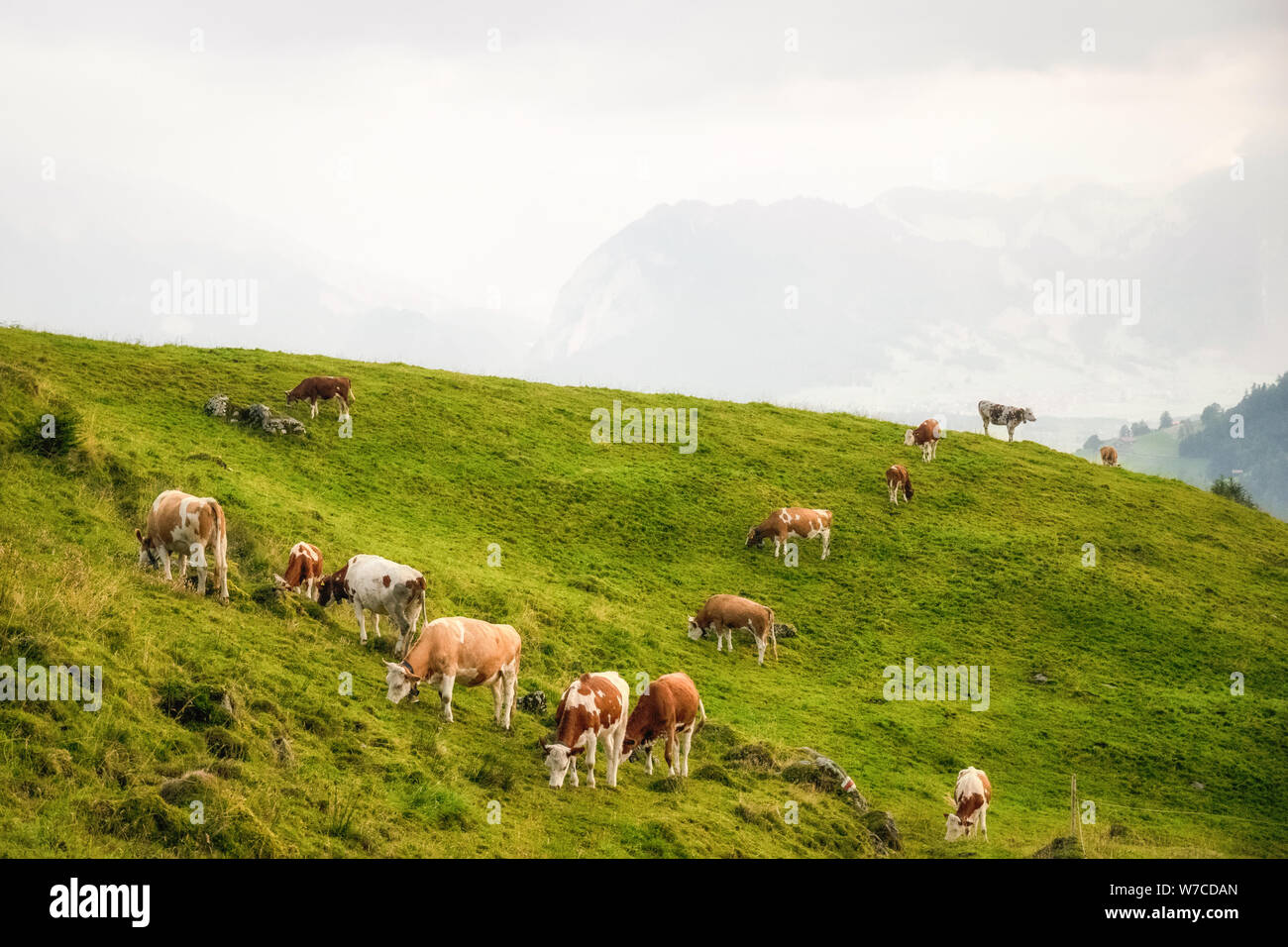 A herd of cows forming the letter "V Stock Photo - Alamy