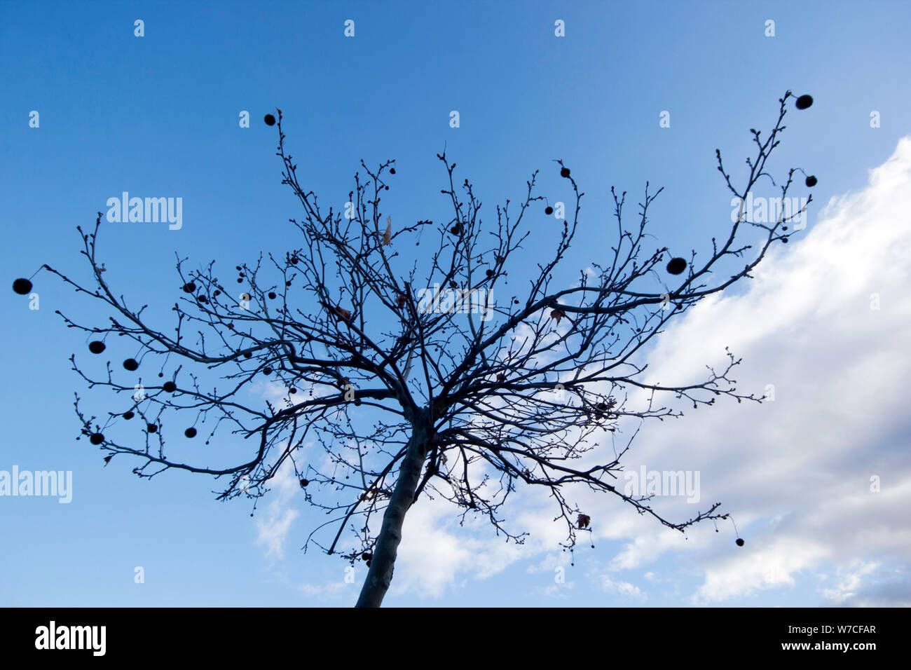 Sycamore seeds photography hi-res stock photography and images - Alamy