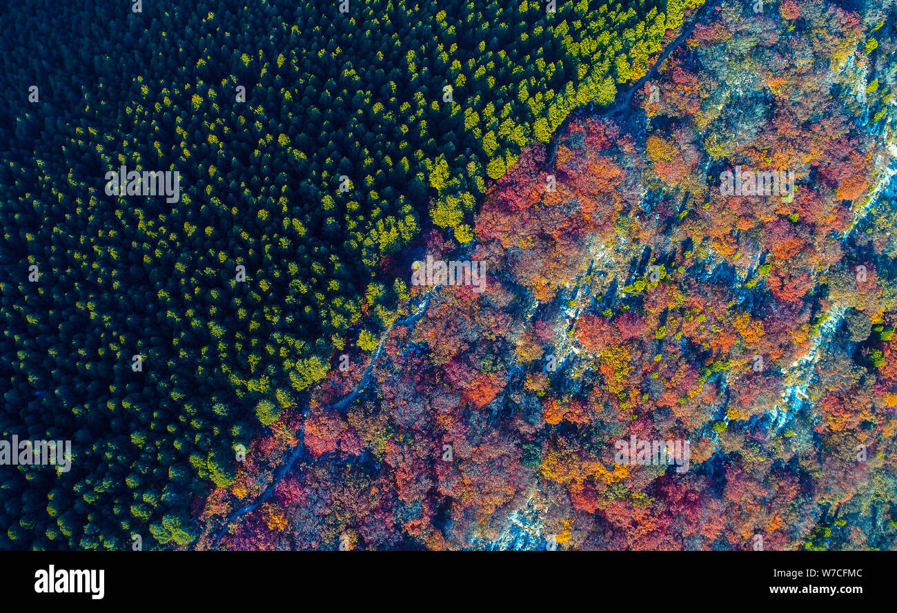 A hill covered in green and red colors create a beautiful autumn scene ...