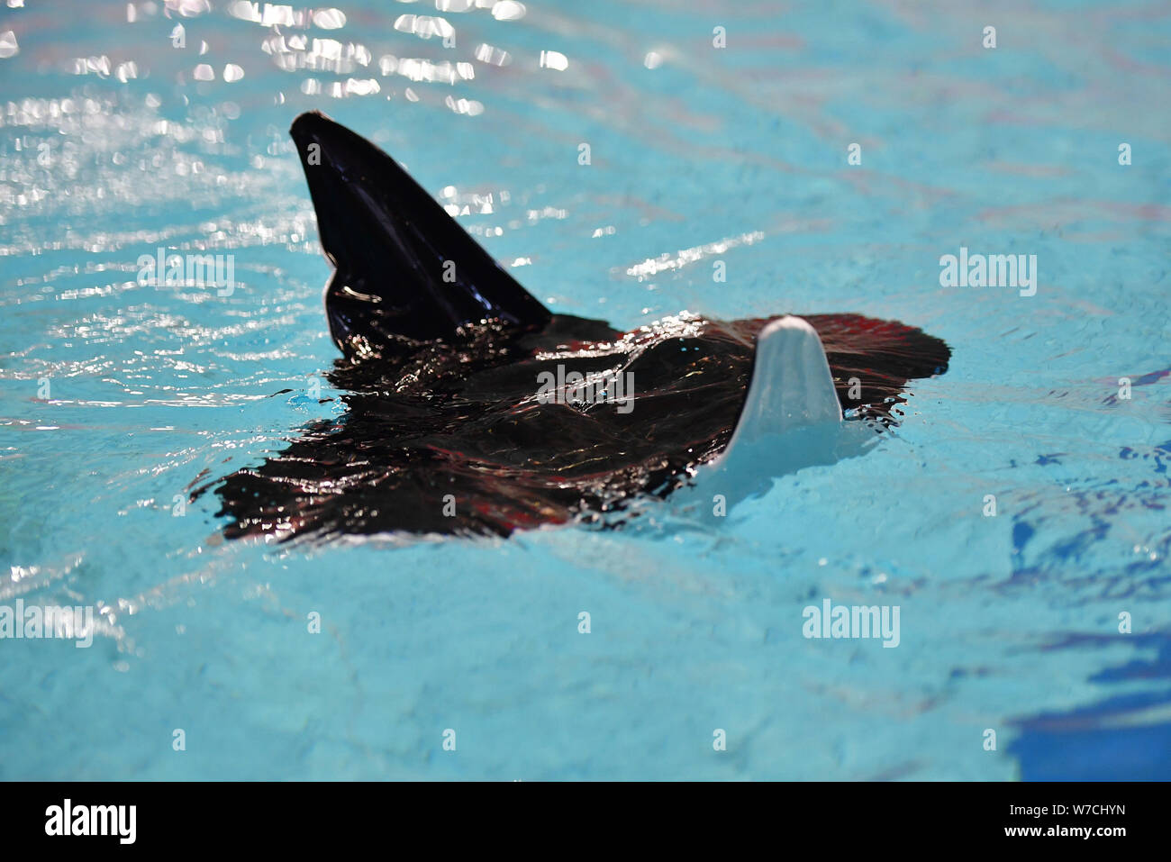 (190806) -- XI'AN, Aug. 6, 2019 (Xinhua) -- A biomimetic robot swims in ...