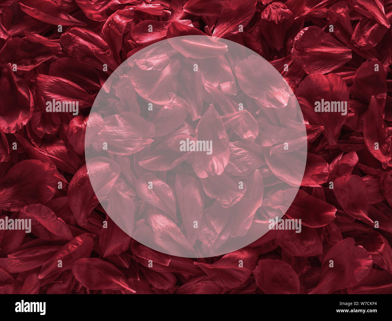 Background of red peony petals. Bright saturated red purple peony ...