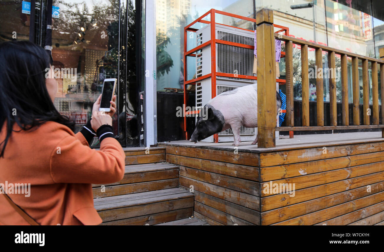 A pedestrian takes photos of a pig standing guard in front of a pet ...