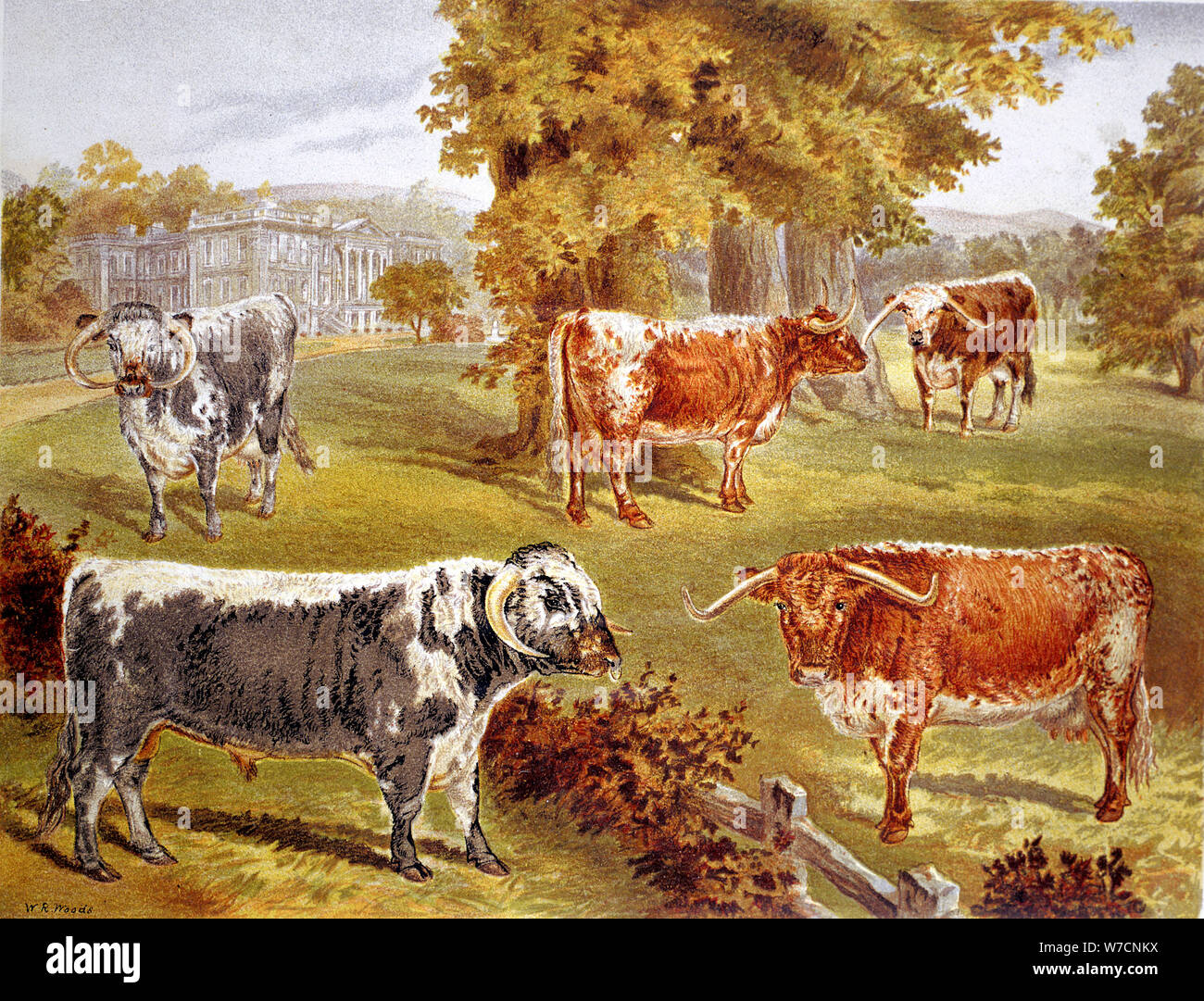 Robert bakewell cattle hi-res stock photography and images - Alamy