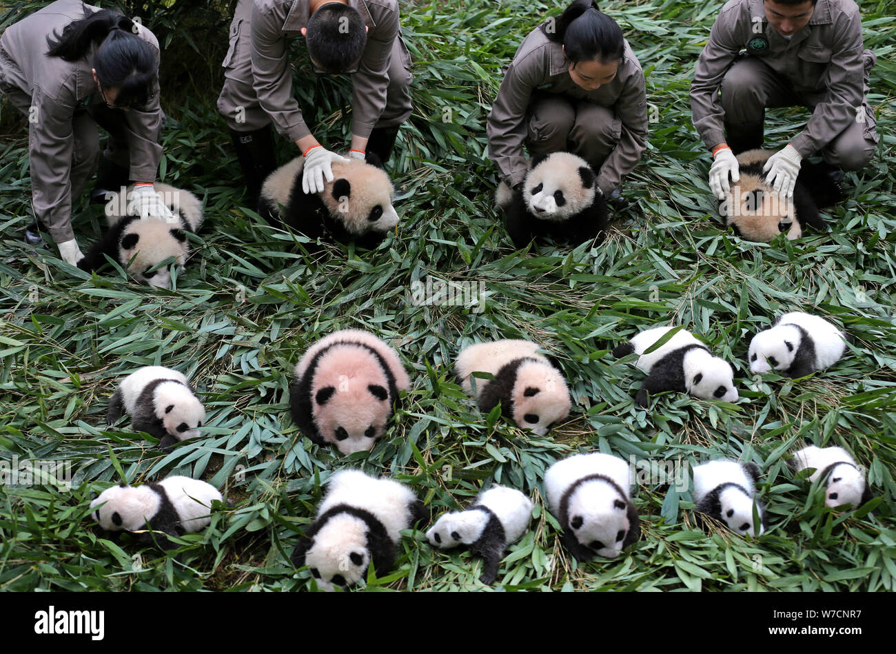 Chinese panda keepers display giant panda cubs born in 2017 during a ...