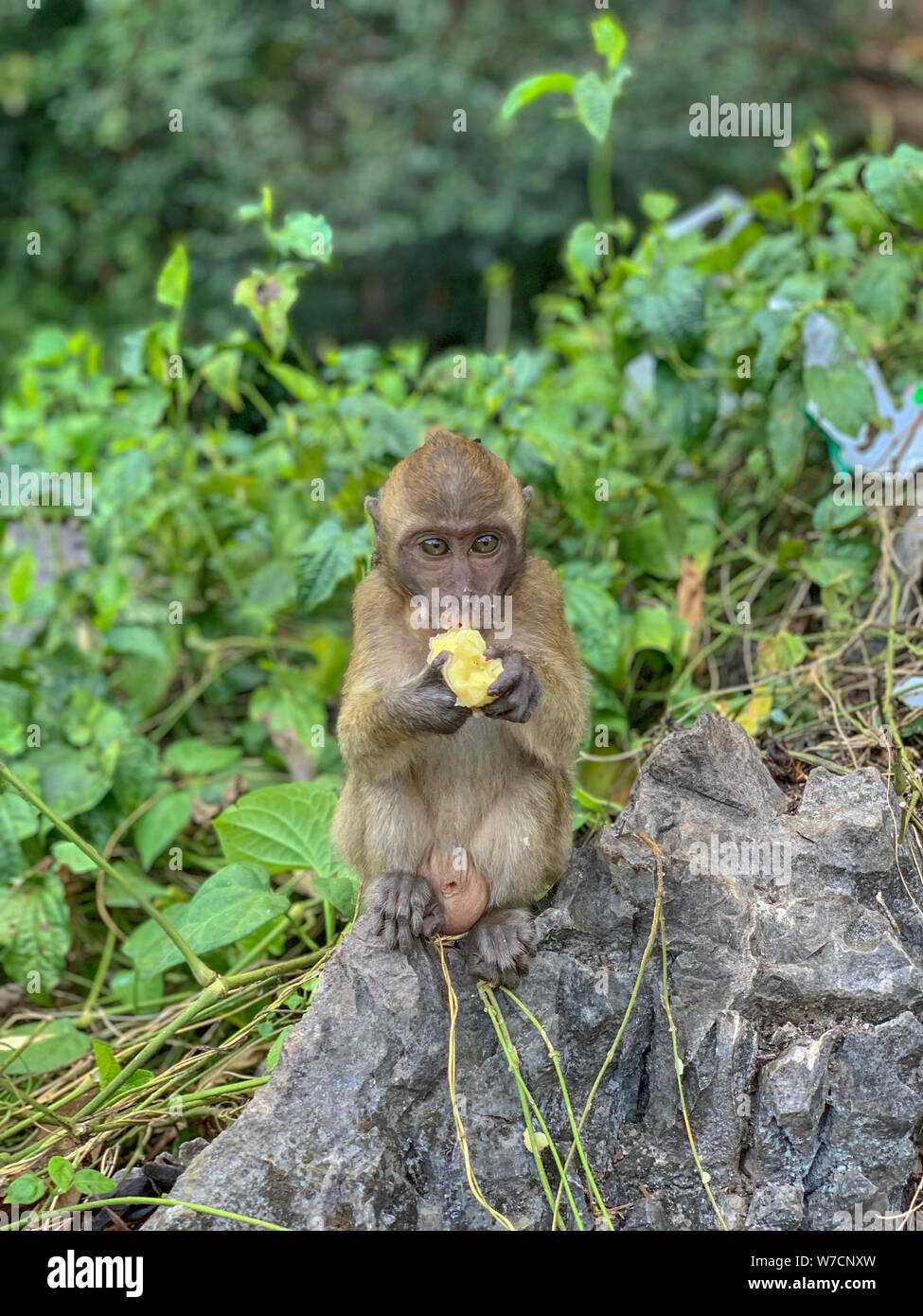 Chimpanzee eating banana hi-res stock photography and images - Alamy