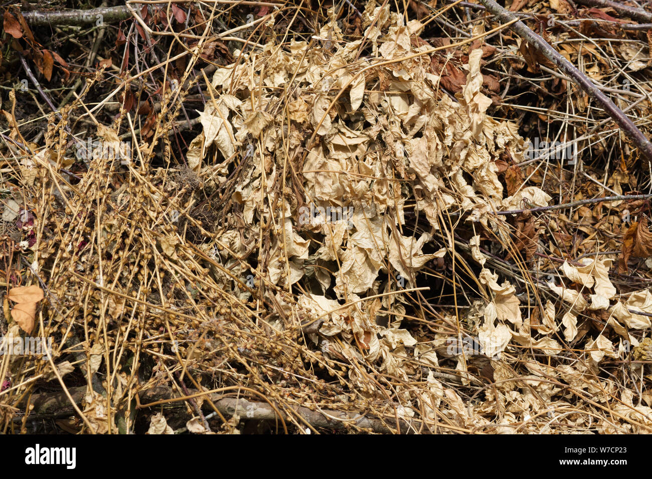 Dead plants hi-res stock photography and images - Alamy