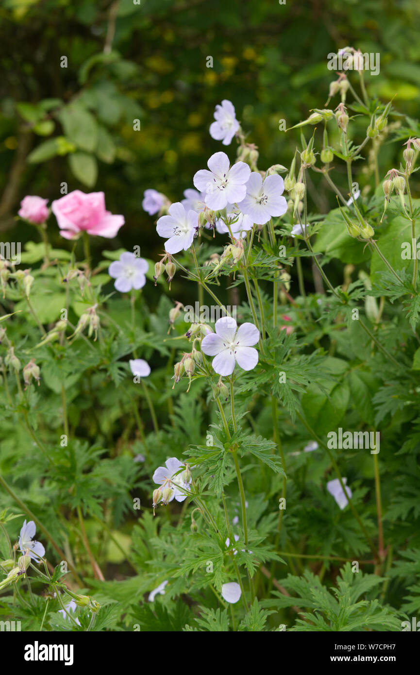 geranium pratense flowering in the garden Stock Photo - Alamy