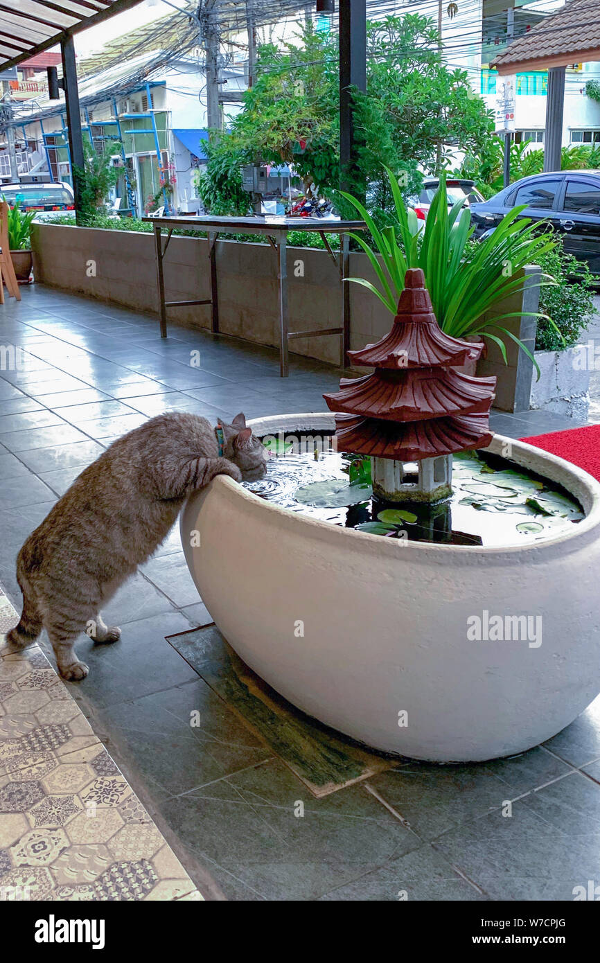Fat tabby cat hi-res stock photography and images - Alamy