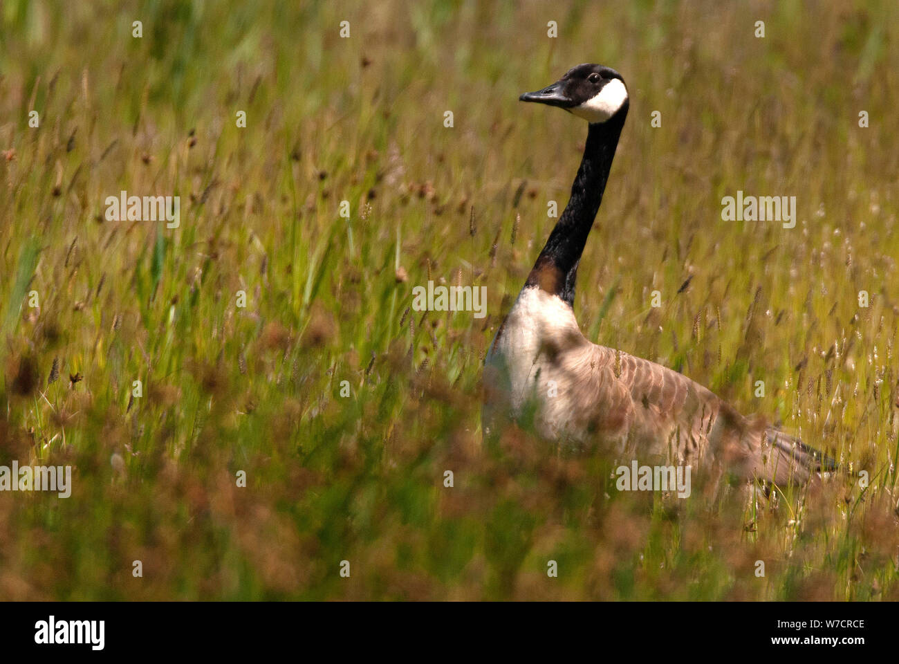Canada Goose (Branta canadensis) at RSPB Saltholme, County Durham Stock ...