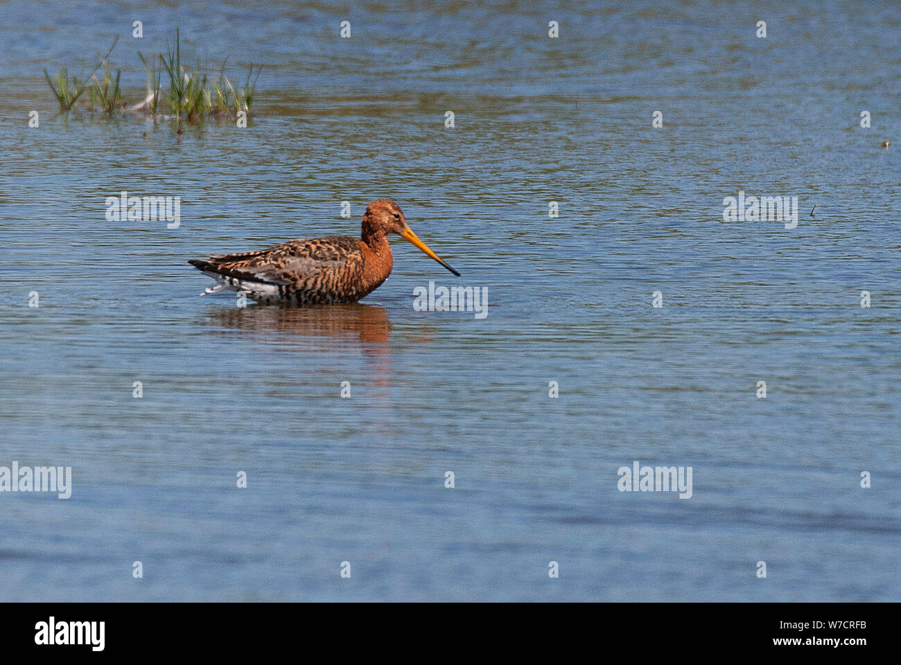 Bar-tailed godwit (Limosa lapponica) at RSPB Saltholme, County Durham ...